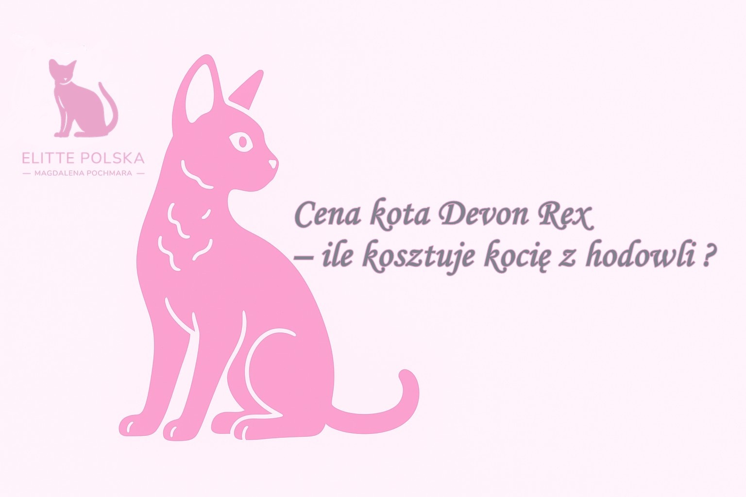 Cena kota Devon Rex – ile kosztuje kocię z hodowli ? - Hodowla Devon Rex